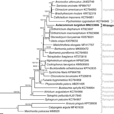 maximum likelihood ml tree inferred from the amino acid sequences of