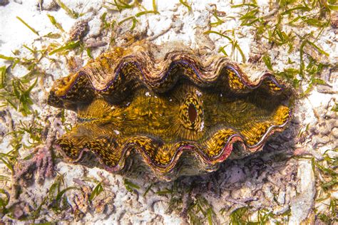 The Last Giant Clams Of Indonesia Coral Magazine
