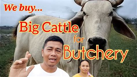 Ep 49 Nakabile Kami Ng Malaking Baka Pangkatay Wild Cattle Livestocks Buhayprobinsya Buying