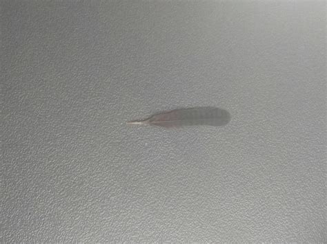 Variable Sunbird By Hofkens On Deviantart