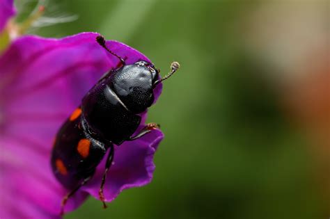 Glischrochilus Hortensis Sap Beetle With Some Pretty Serious Mandibles