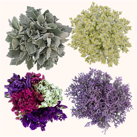 Limonium Lavender Sky Light Flower Delivery Near Me From 9500