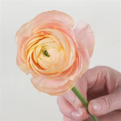 Peach Ranunculus Bulk Fresh Diy Wedding Flowers Flower Moxie