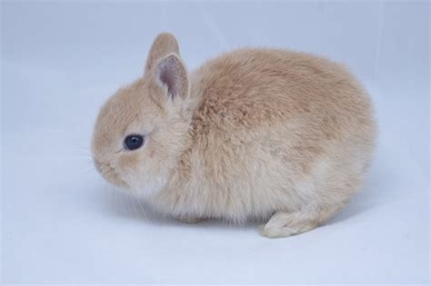 小兔子素材cnn 小兔子素材cnn