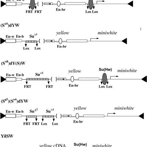 Schematic Of Transposon Constructs The Maps Download Scientific Diagram