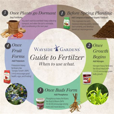 Guide To Fertilizer Infographic Carmen Creates