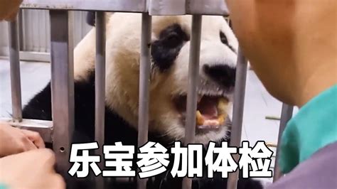 乐宝参加体检的日子到了，爷爷投喂小零食，医生则趁机抽血，太难了【蛙探】 Youtube