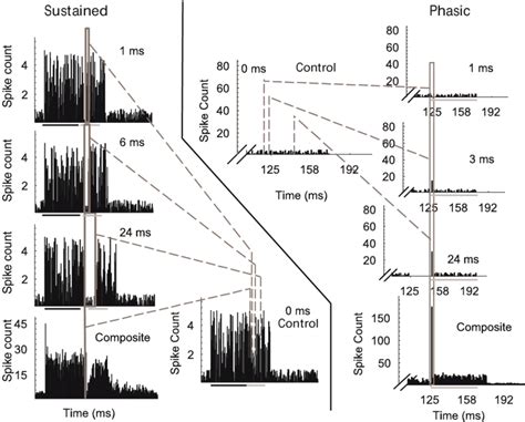 An Example Of The Composite Post Stimulus Time Histogram Download