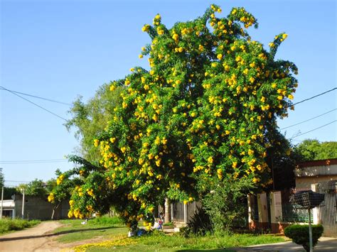 V E R D E C H A C O Guarán Amarillo Lapachillo