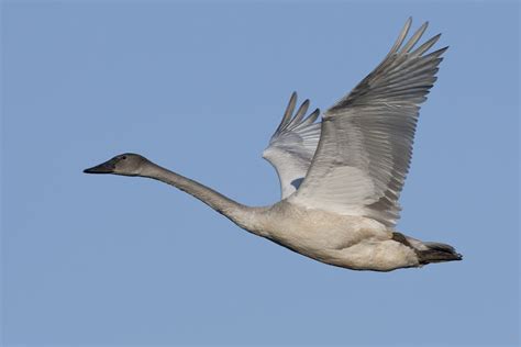 Trumpeter Swan In Flight