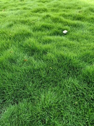 Natural Green Square Lawn Grasses At Rs 3sq Ft In New Delhi Id