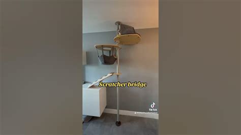 Catbehaviorist Catbehavior101 Feline Omletuk Catbehavior Catenrichment Fypcat Kittysitty