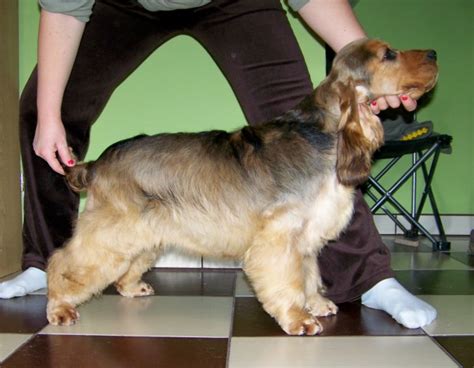 Cocking Cocker Spaniel Angielski