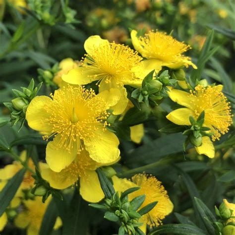 Hypericum Sunny Boulevard Yellow Flowering Shrub