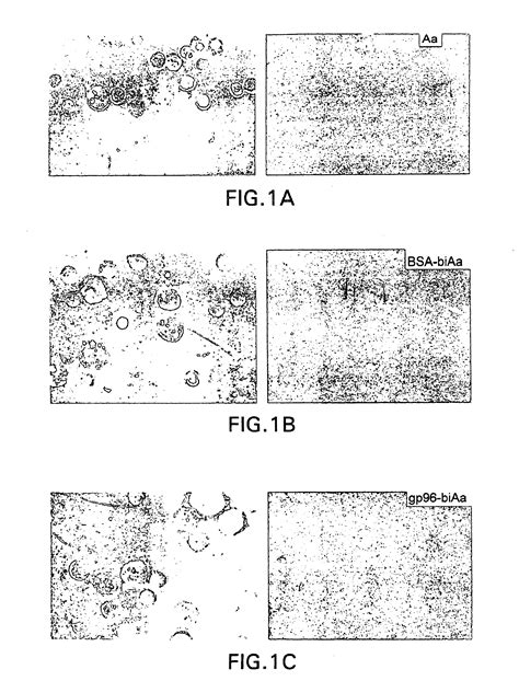 Epidermal Dendritic Cells Patented Technology Retrieval Search Results