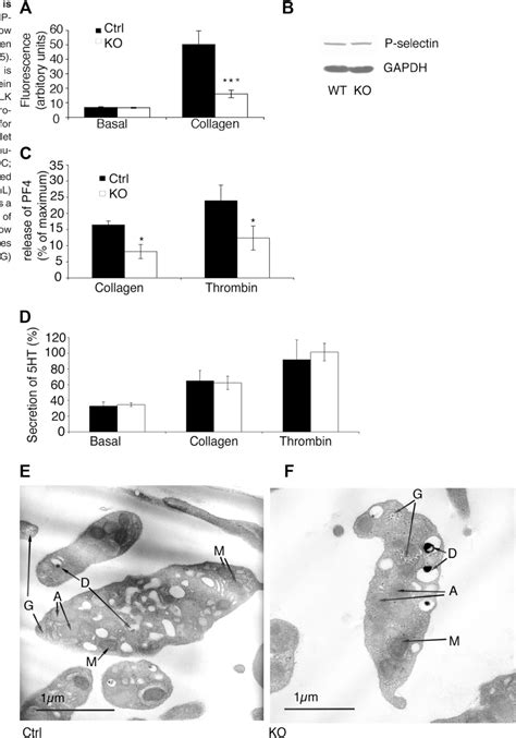 Figure 3 From A Dual Role For Integrin Linked Kinase In Platelets