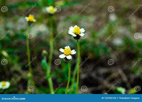 Group Of Tridax Procumbens Grass Flowers Herb Growing Up On The