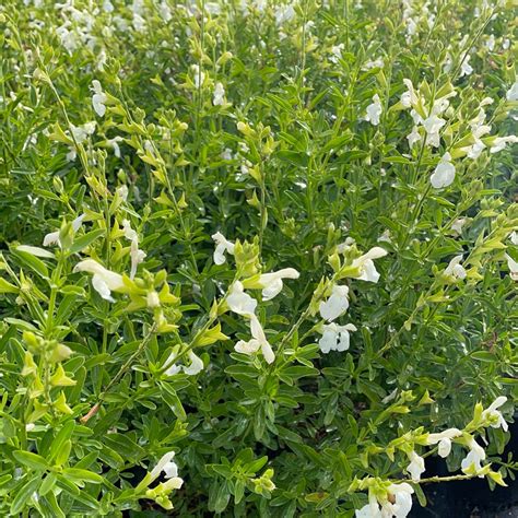 Salvia Greggii White Texas Wedding Plant Material