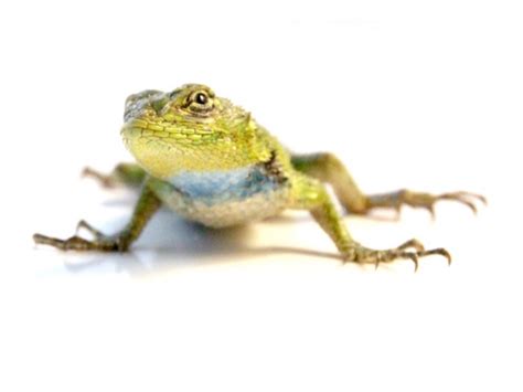 Emerald Swift For Sale Reptiles For Sale