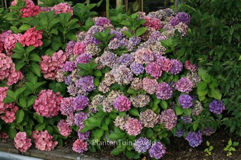 Hydrangea Macrophylla ‘early Blue Esveld Shop