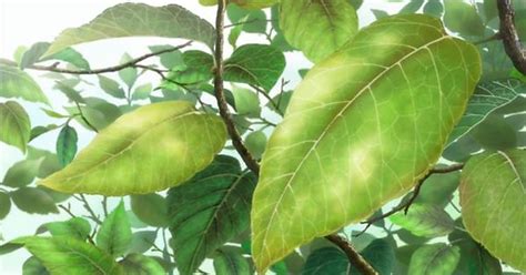 Anime Establishment Shot Album On Imgur