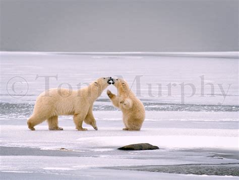Polar Bear Sow Cub Nose To Nose Tom Murphy Photography