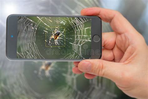 Spider In Smartphone Screen Stock Image Image Of Outdoor Arachnid 171473321