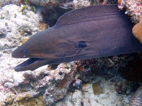 Gymnothorax Javanicus Giant Moray Snorkeling Report