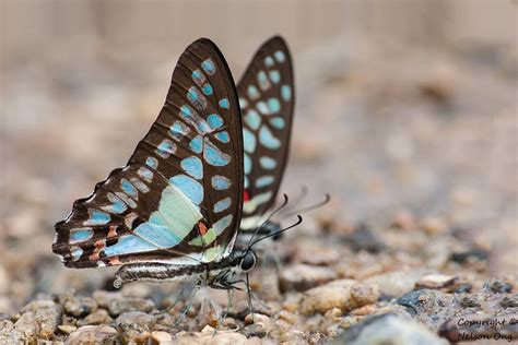 Graphium Eurypylus Alchetron The Free Social Encyclopedia