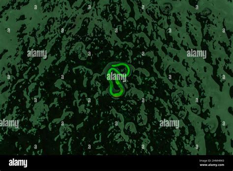 Radioactive Worm Oblong Soft Bodied Boneless Animal Dies And Becomes