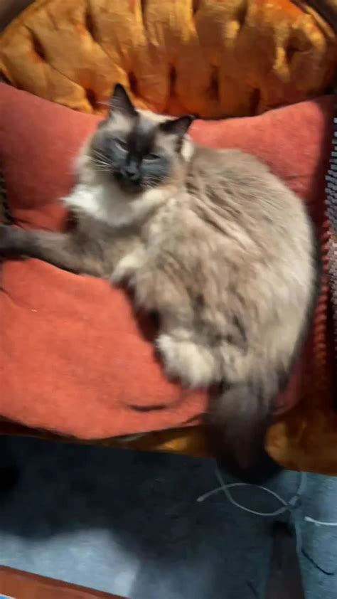 He Squeaks Album On Imgur