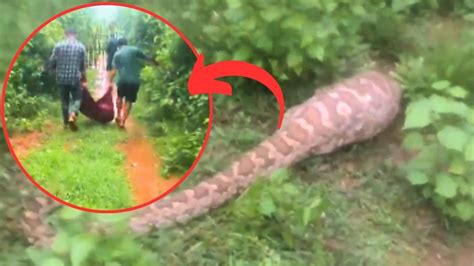 12 फीट लंबे अजगर ने विला में घुसकर निगल ली बकरी चौंकाने वाला Video आया