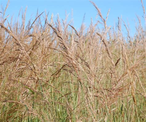 The Best Native Grass For Erosion Control And Natural Shorelines