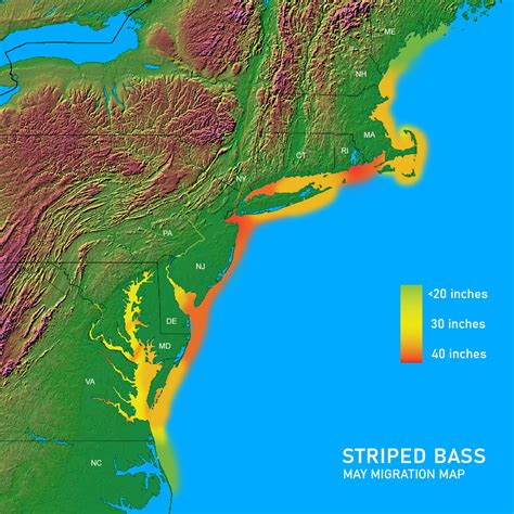 Striper Migration Maps Where And When To Fish