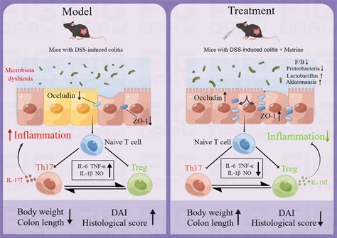 Matrine Ameliorates Dss Induced Colitis By Suppressing Inflammation