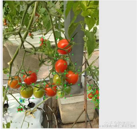 深度学习目标检测中——目标检测使用yolov8训练番茄西红柿成熟度检测数据集 6类实现一个基于 yolov8 的西红柿成熟度检测系统 6类