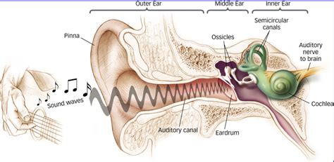 Diagram Of Psychology 104 Chapter 5 Audition Quizlet