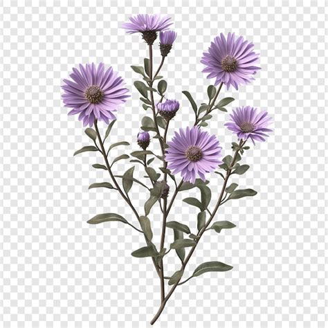 Purple Aster Flowers Premium Ai Generated Psd