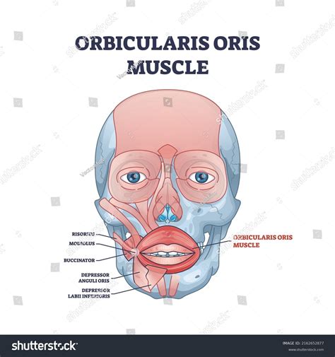 Orbicularis Oris Muscle Complex Lips Mouth Stock Vector Royalty Free