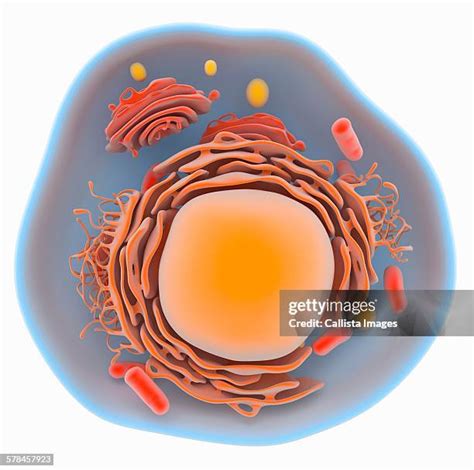 Golgi Cell Photos And Premium High Res Pictures Getty Images