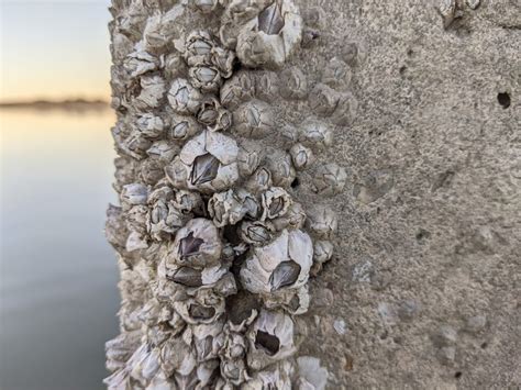 Barnacles Edisto Island Open Land Trust South Carolina