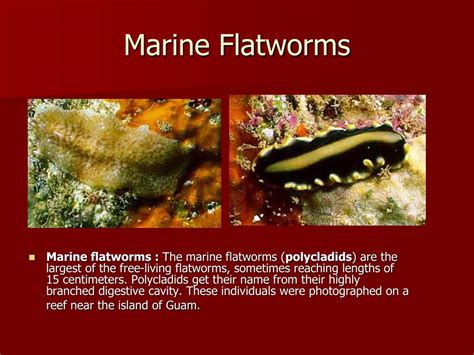 Ppt Worms Powerpoint Presentation Free Download Id2168144