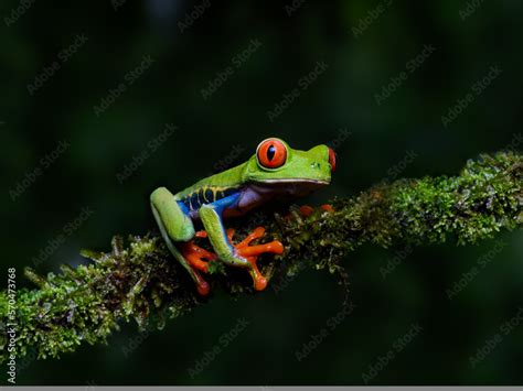 Tropical Rainforest Frog