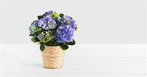 27 Ways To Grow Hydrangeas In Containers