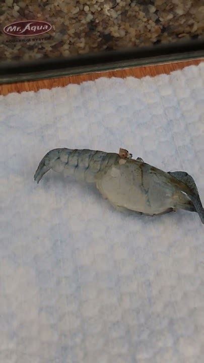 파란가재 탈피기 Youtube