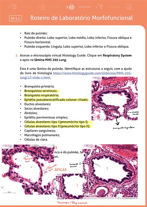 3 1 Sistema RespiratÓrio E Anemia Na SenescÊncia