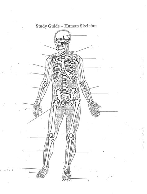 5th Grade Skeleton Function And Identification Diagram Quizlet