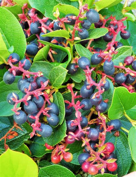Salal Berries Gaultheria Shallon