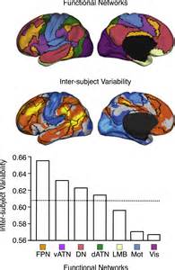 Individual Variability In Functional Connectivity Architecture Of The Human Brain Neuron