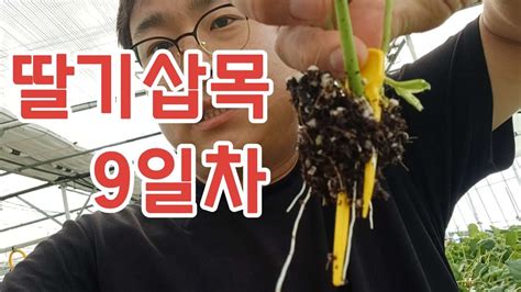 딸기육묘는 삽목이 답인가 Youtube